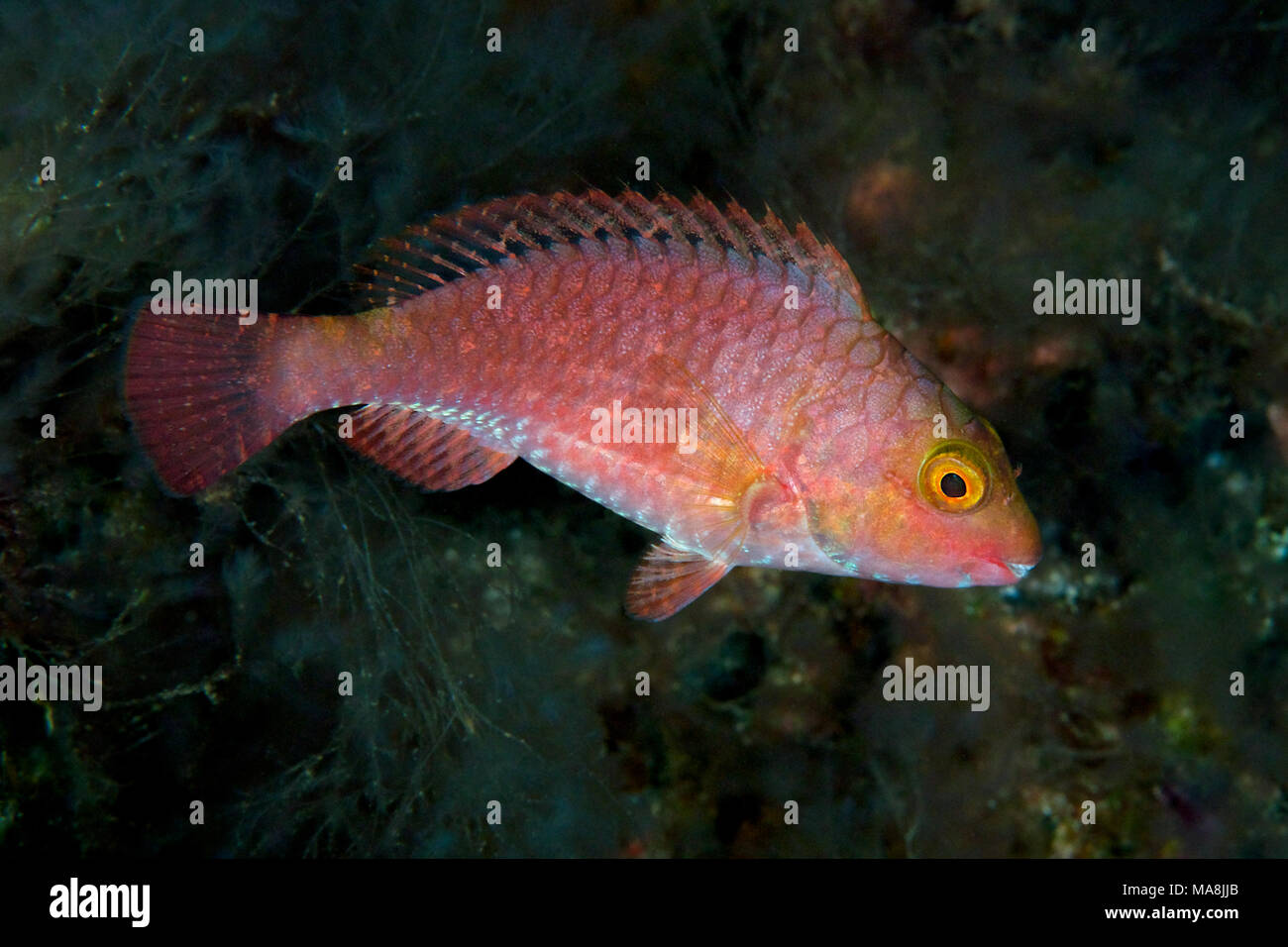 Mediterranean parrotfish (Sparisoma cretense) in Mar de las Calmas ...