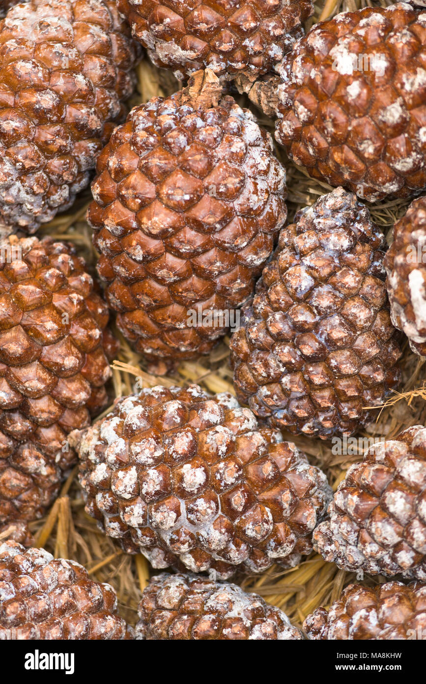 Closed pine cone hi-res stock photography and images - Alamy