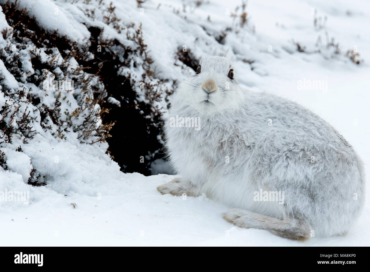 Close up hare hi-res stock photography and images - Alamy