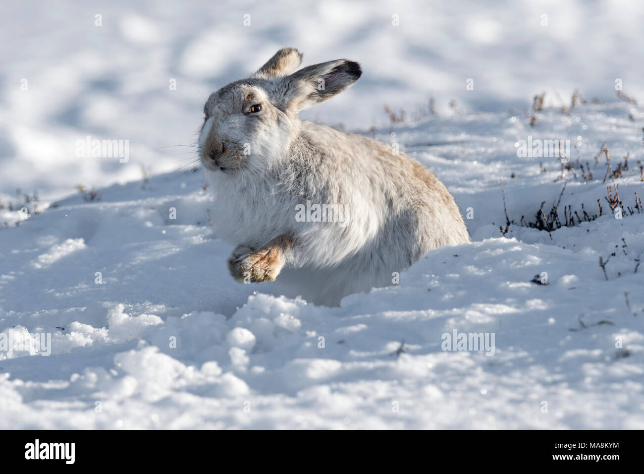 Mountain hare (lepus timidus) in its form on snow covered hillside in ...