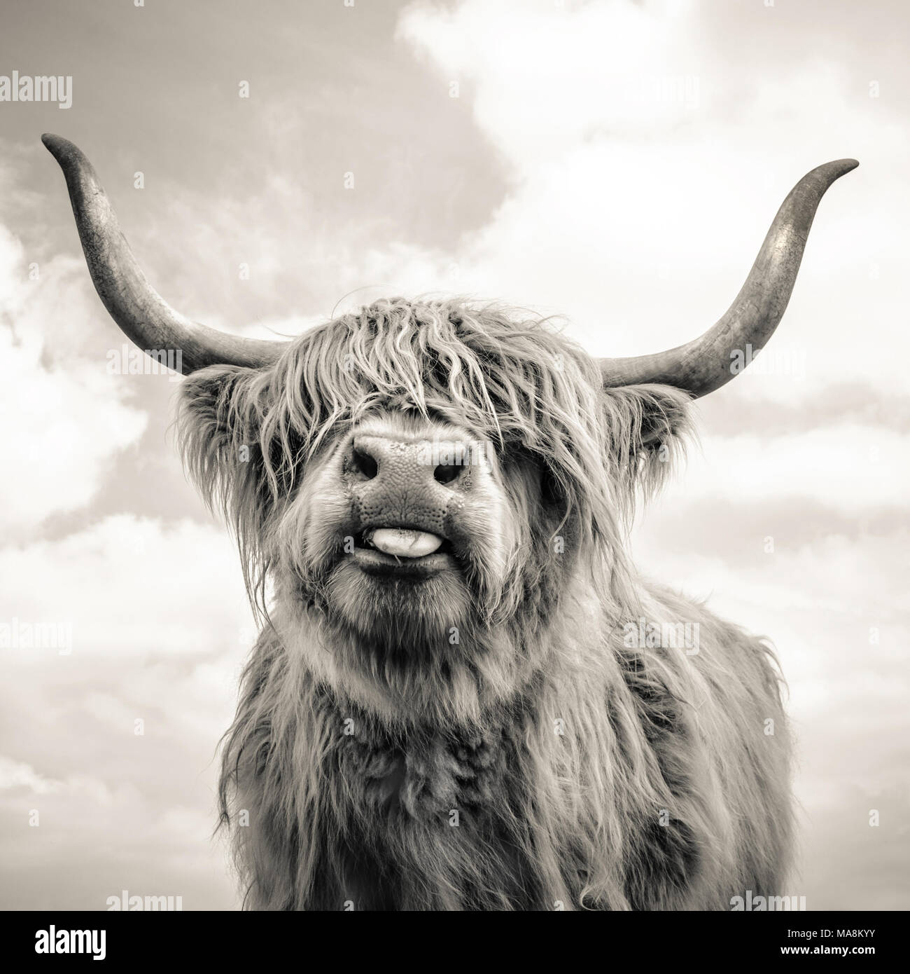 Highland cow illustration hi-res stock photography and images - Alamy