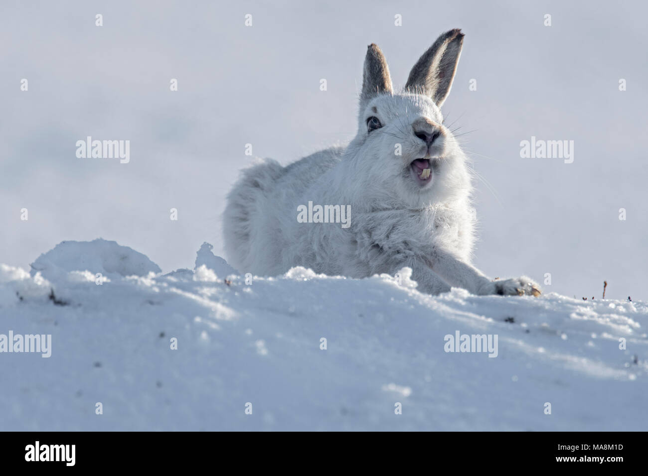 Mountain hare (lepus timidus) stretching on snow covered hillside in ...