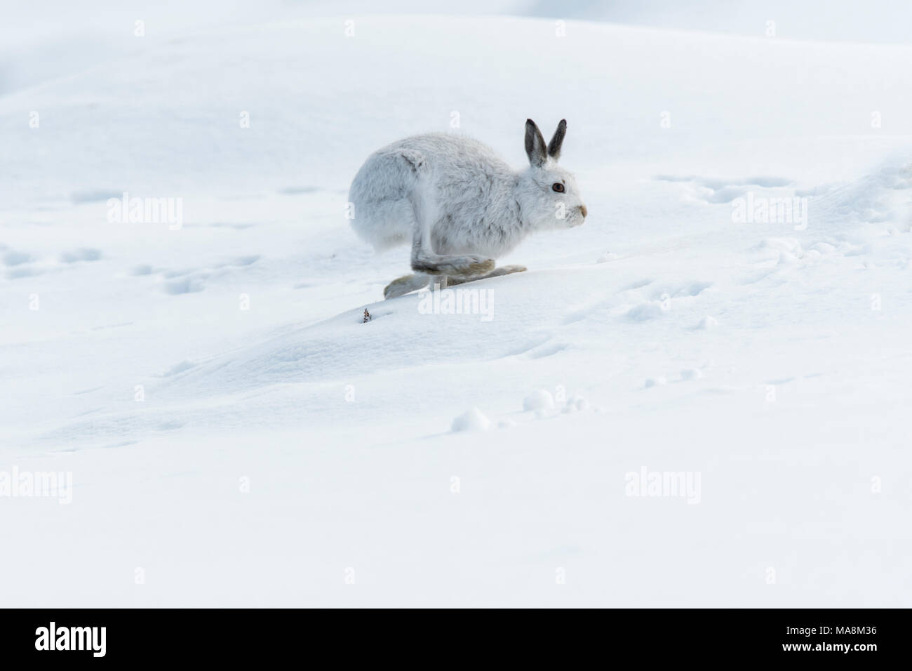 Hare running movement hi-res stock photography and images - Alamy