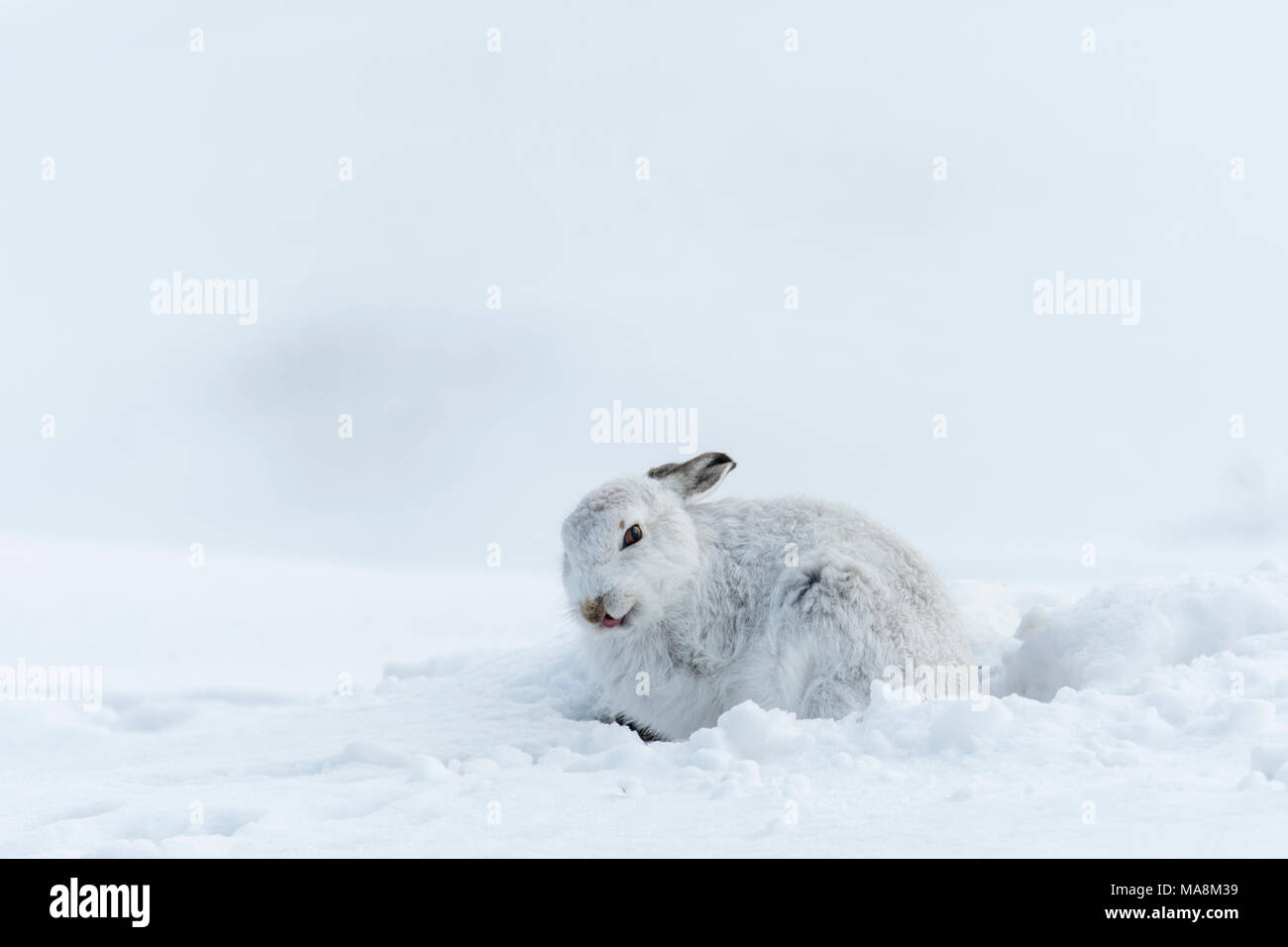 Hares form hi-res stock photography and images - Alamy