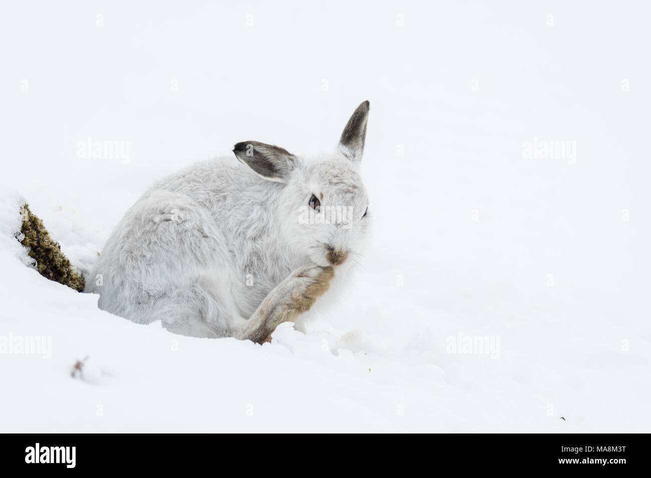 Hare foot hi-res stock photography and images - Alamy