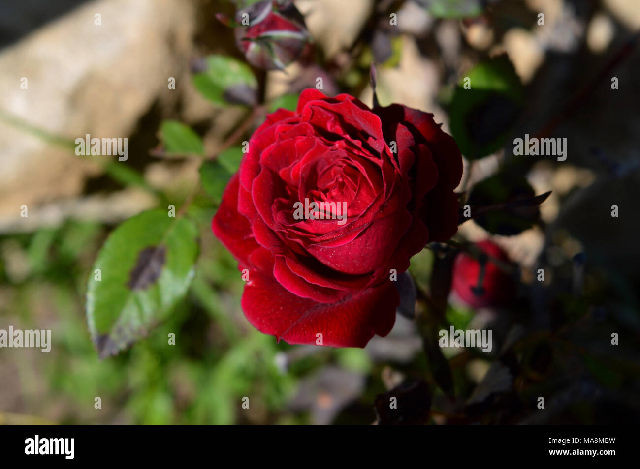 Rose giardino hi-res stock photography and images - Alamy