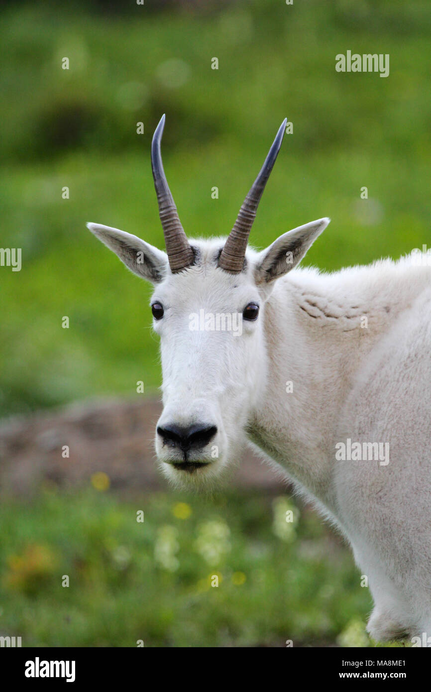 White Goat Logan Pass High Resolution Stock Photography and Images - Alamy