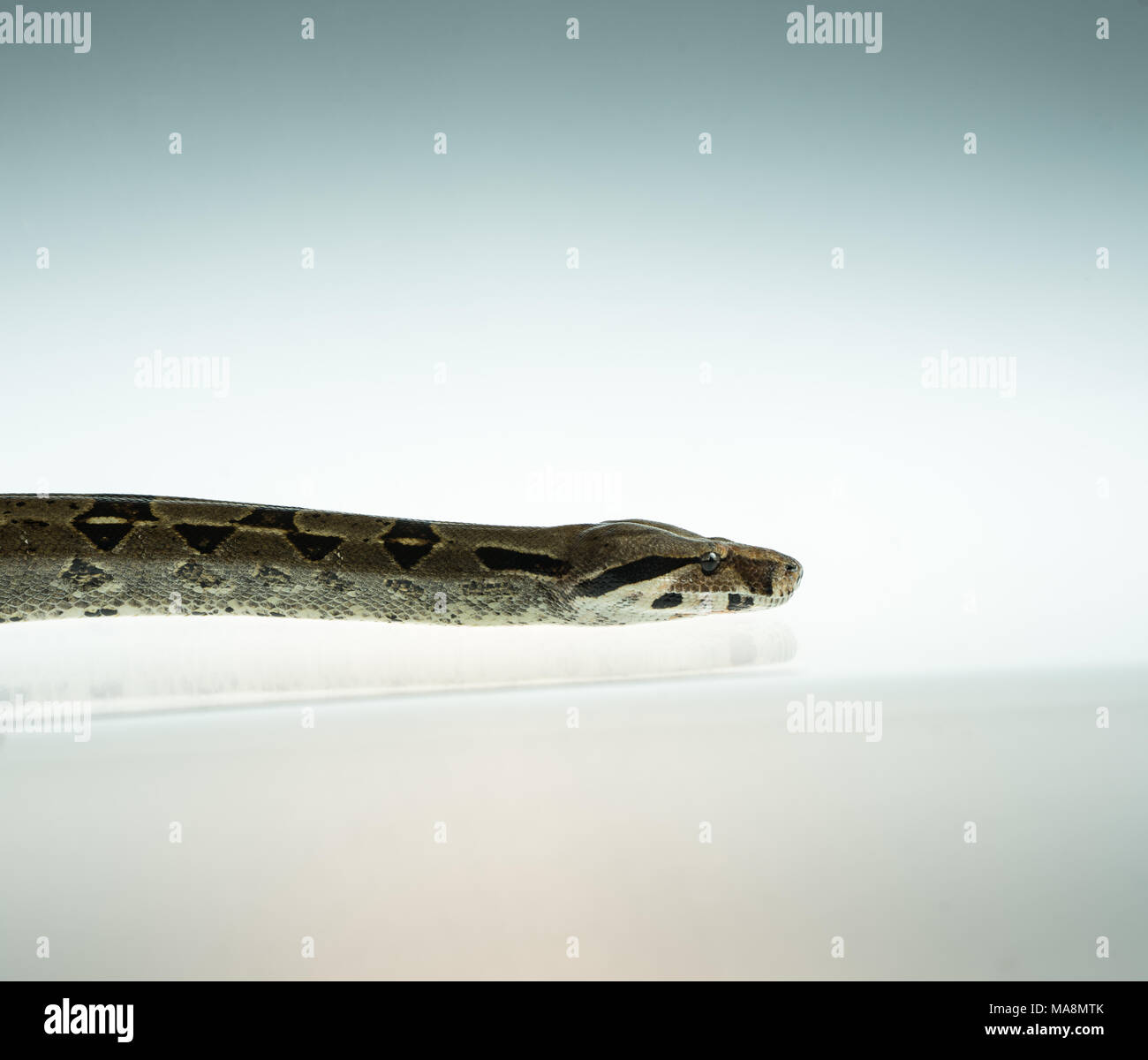 Boa Constrictor Spots