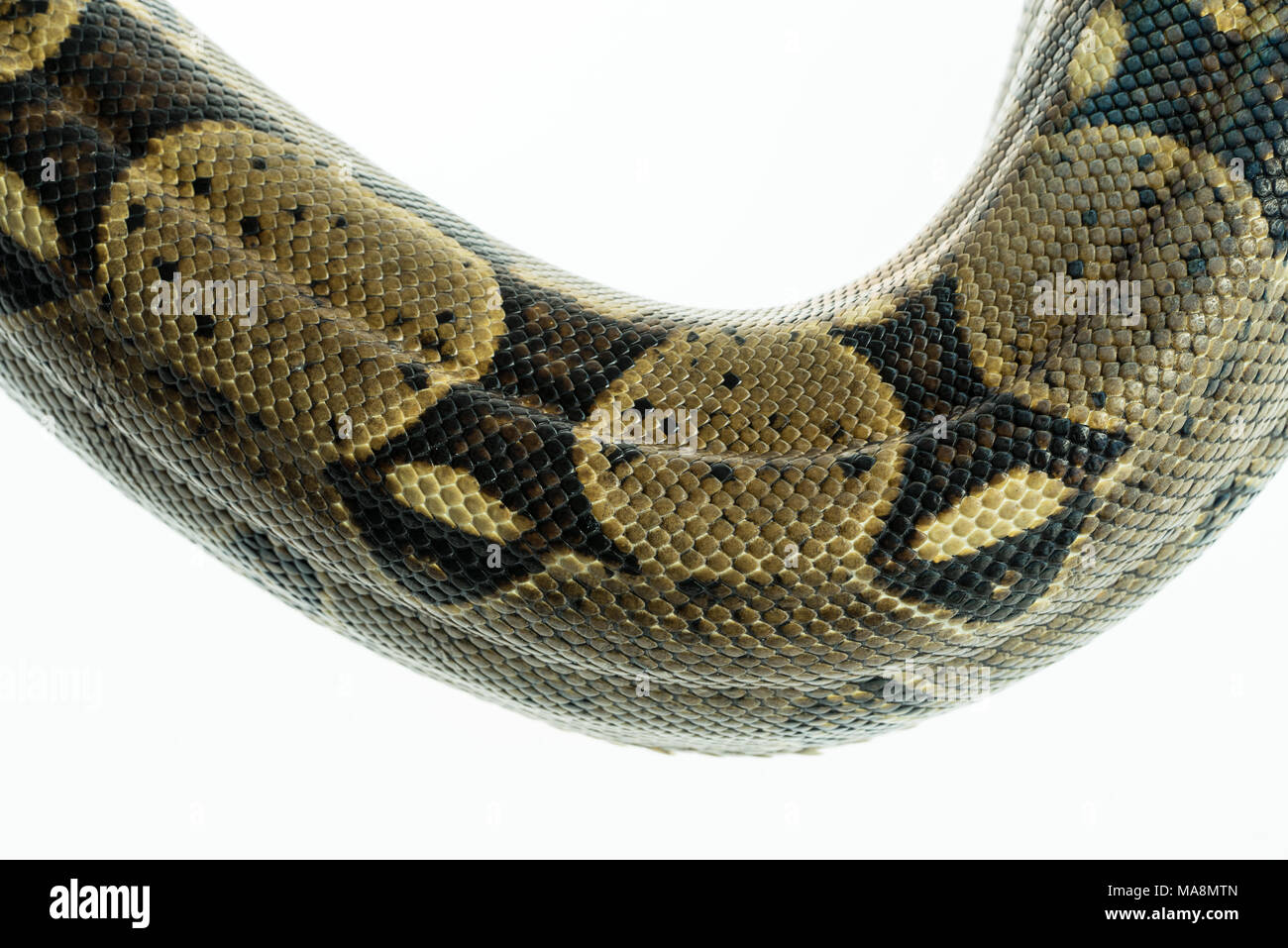 Boa Constrictor Spots