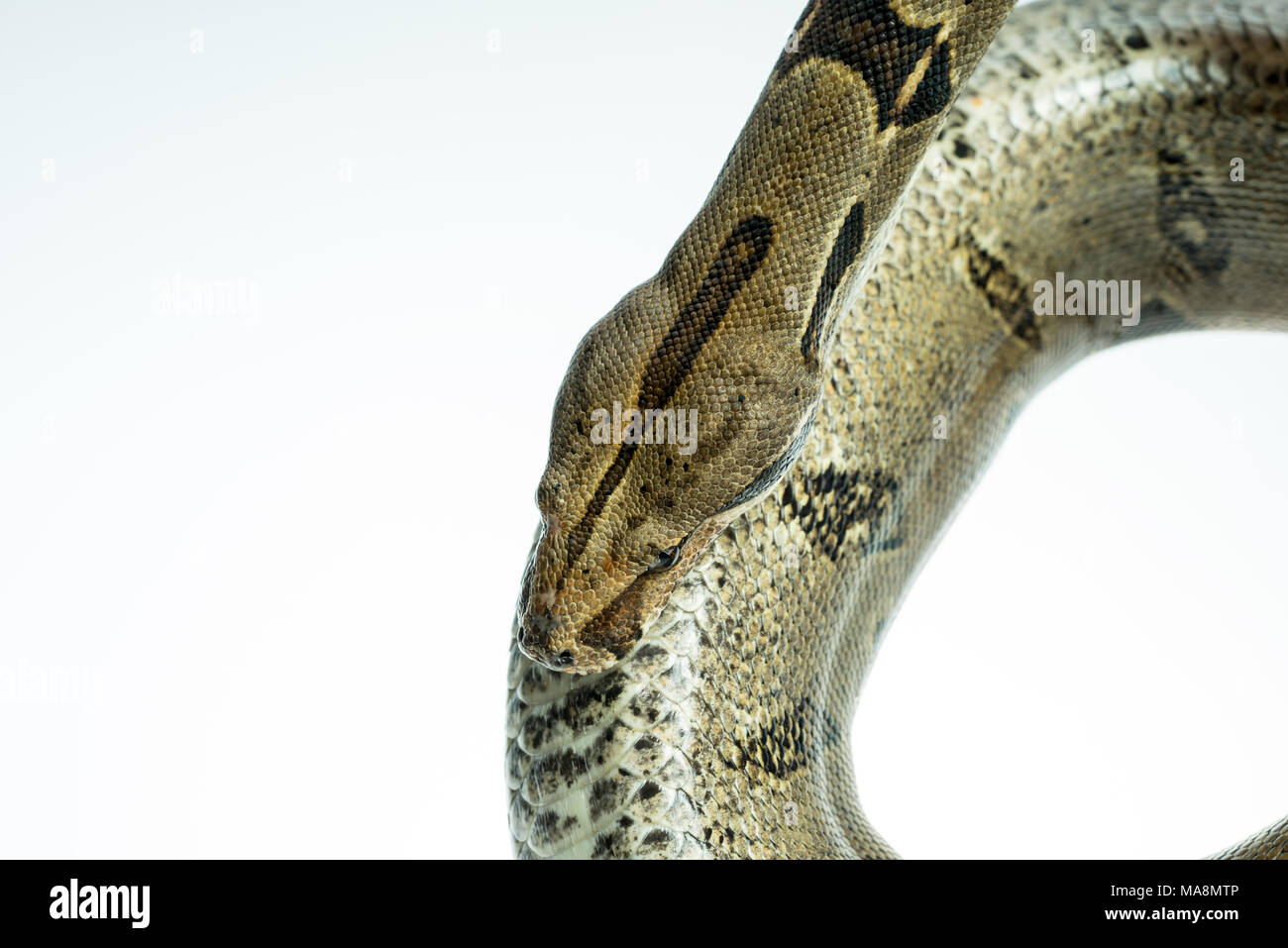Colombian Boa. Tropical brown constrictor. Snake skin with yellow and black spots on a white ...