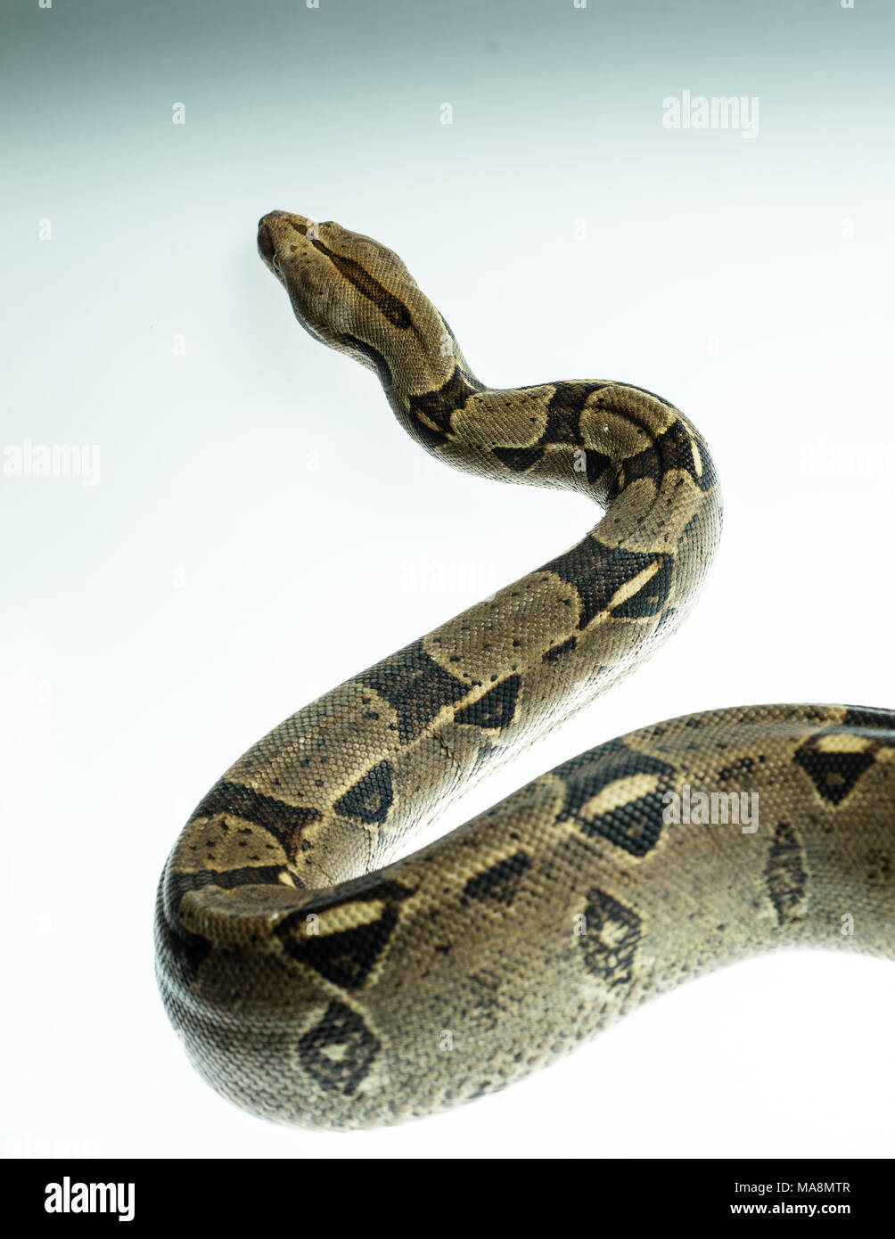 Colombian Boa. Tropical brown constrictor. Snake skin with yellow and ...