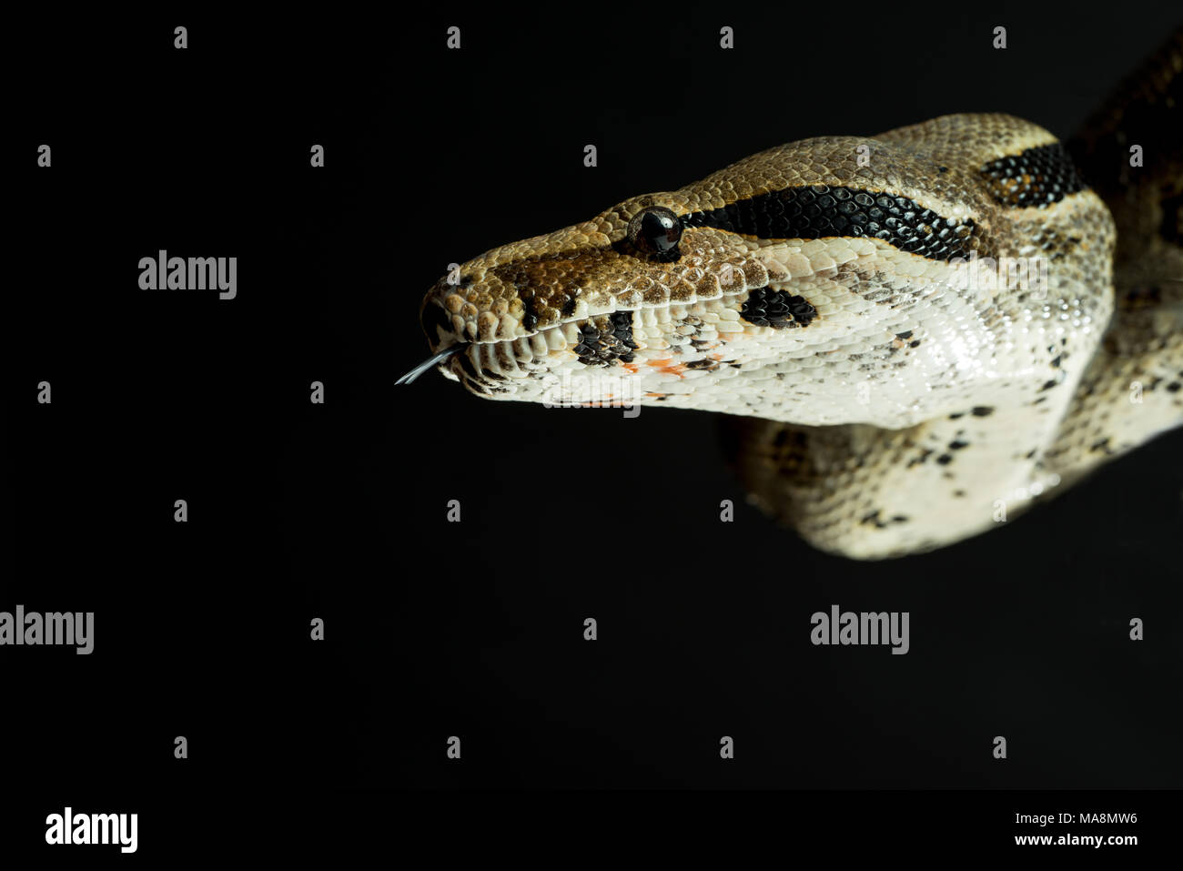 Boa Constrictor Spots