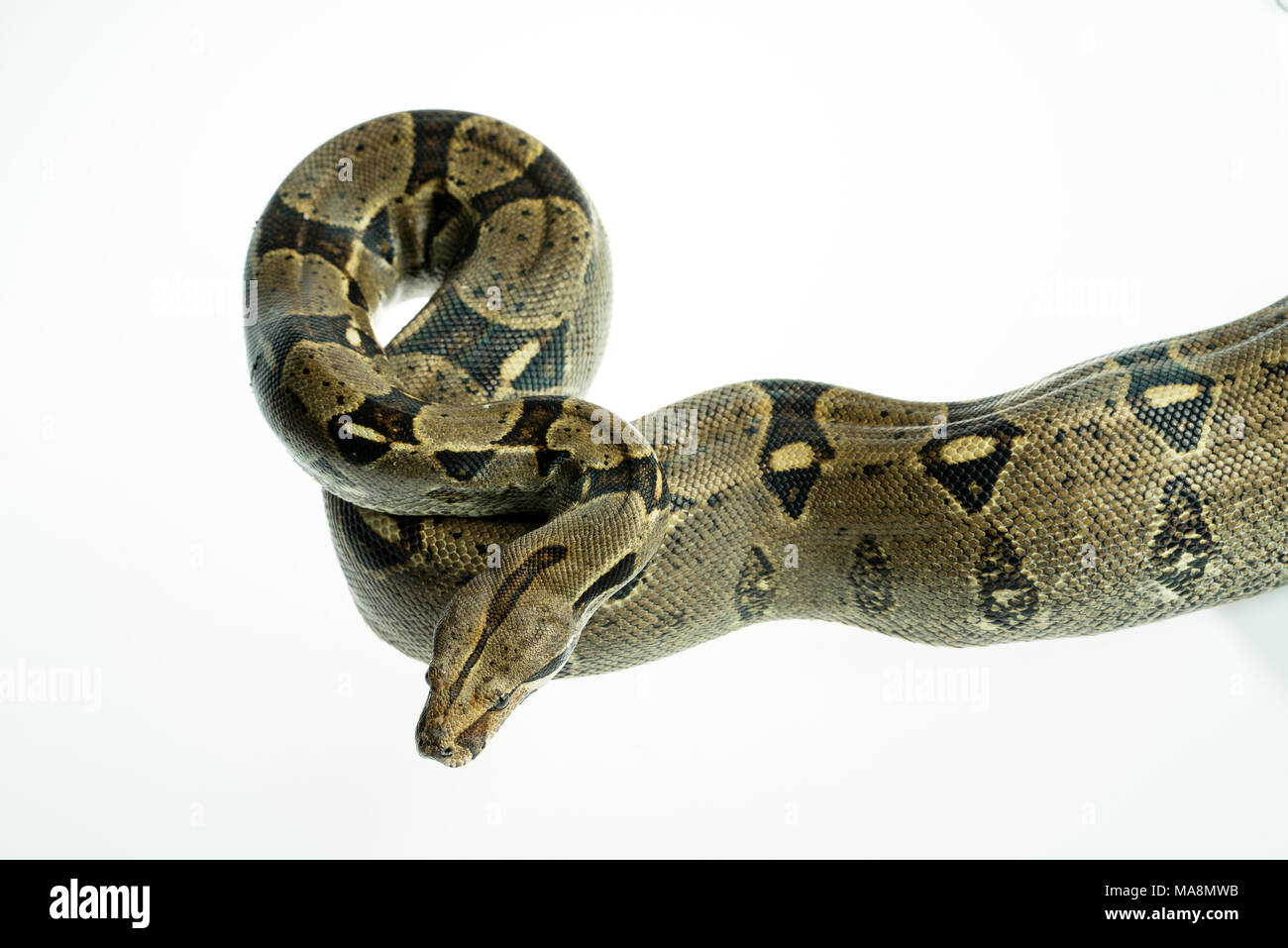 Colombian Boa. Tropical brown constrictor. Snake skin with yellow and black spots on a white ...