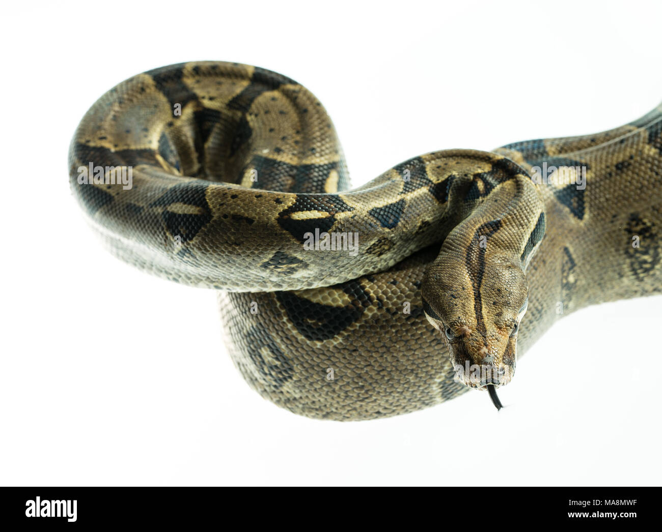 Colombian Boa. Tropical brown constrictor. Snake skin with yellow and ...
