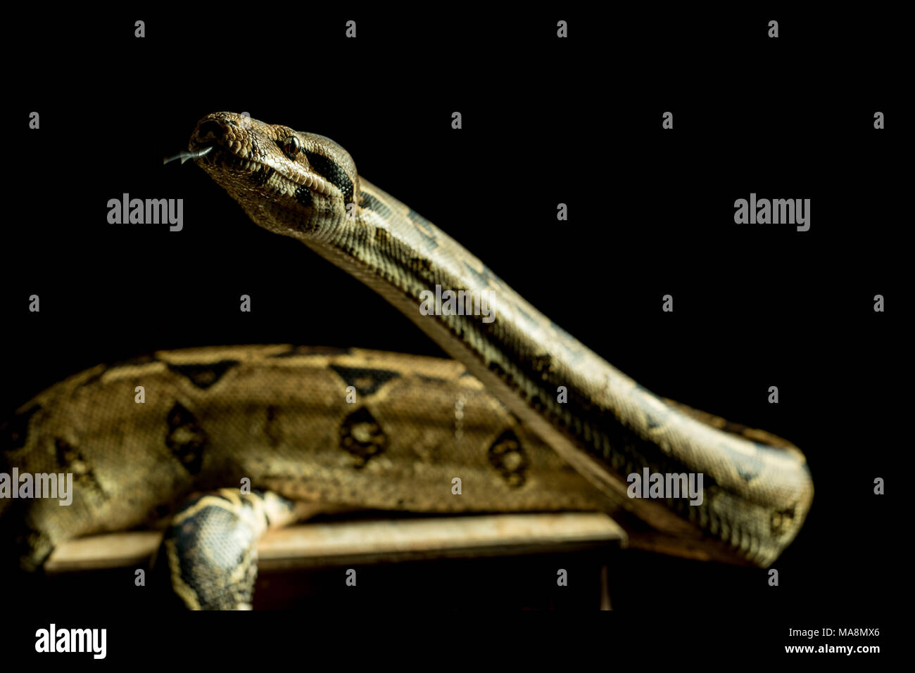 Colombian Boa. Tropical brown constrictor. Snake skin with yellow and ...