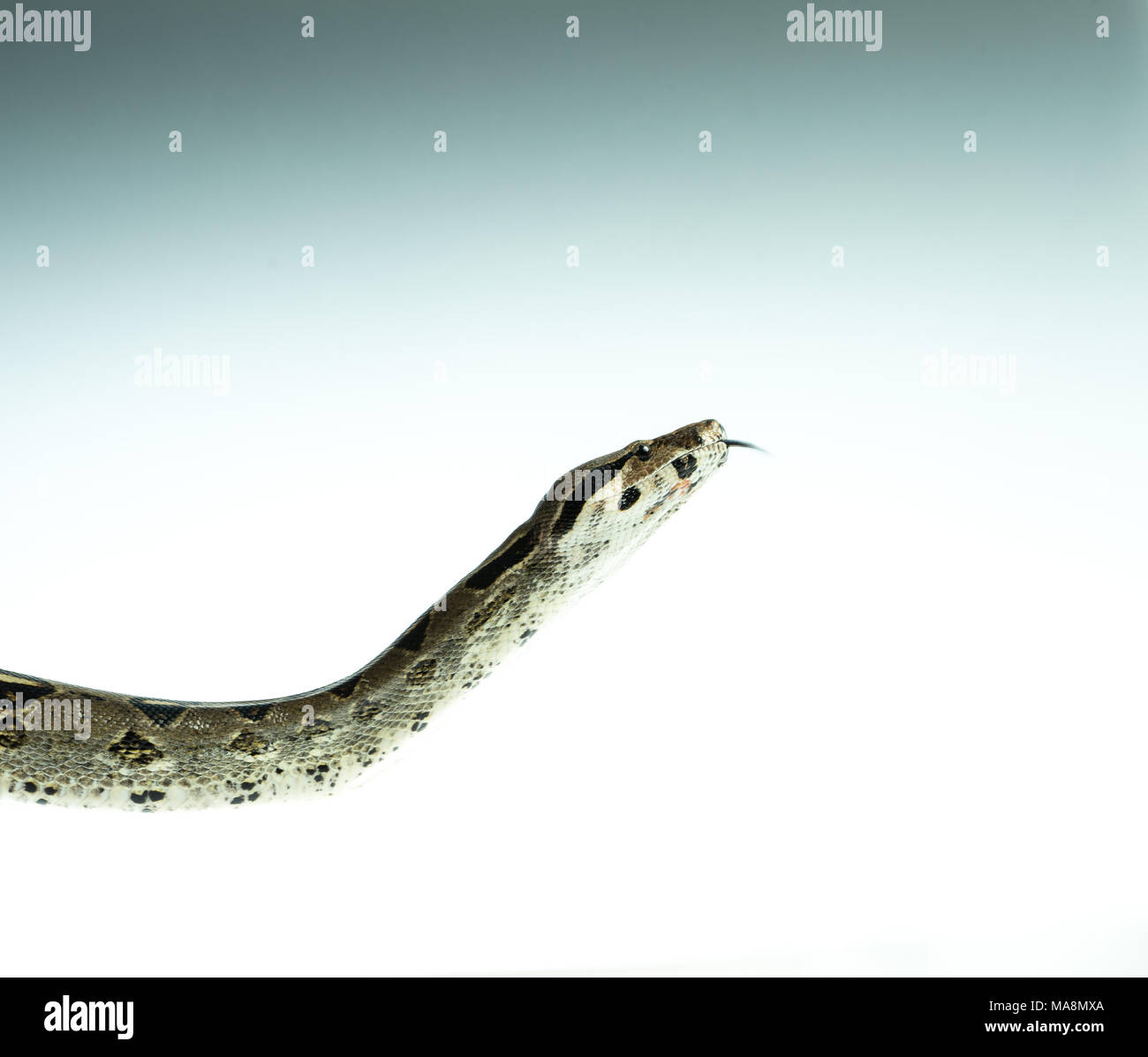 Colombian Boa. Tropical brown constrictor. Snake skin with yellow and ...