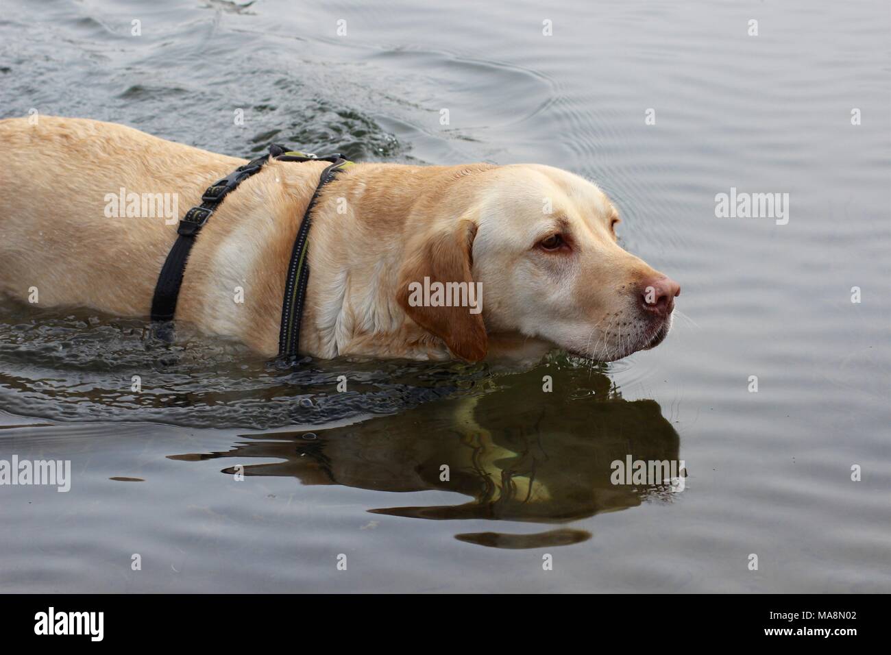 Beautiful rescued golden Labrador buster enjoying swimming in the lake ...