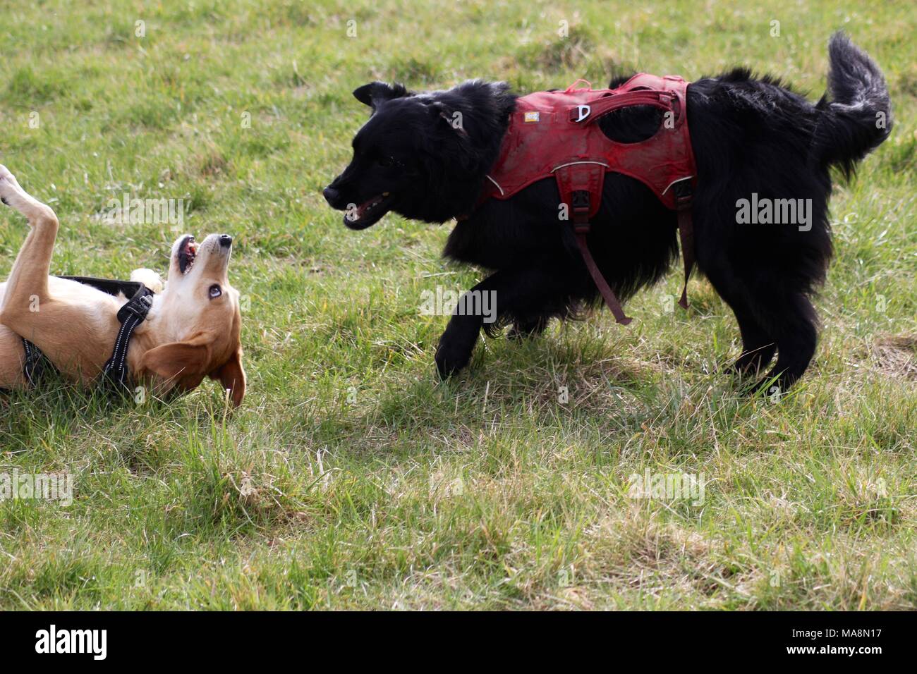 Rescue dogs hi-res stock photography and images - Alamy