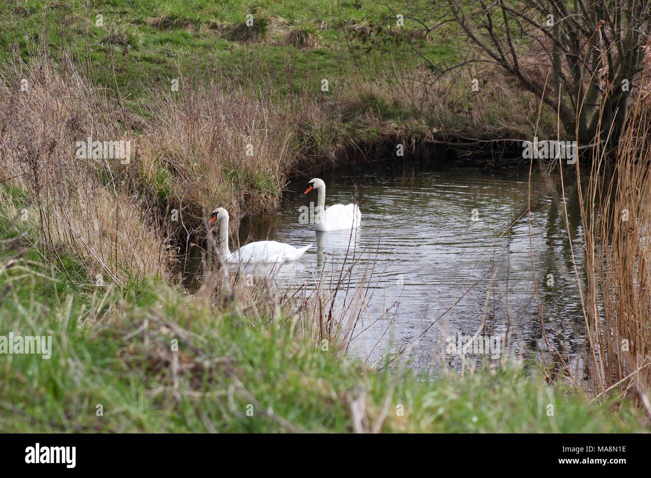 Spring time birds hi-res stock photography and images - Alamy