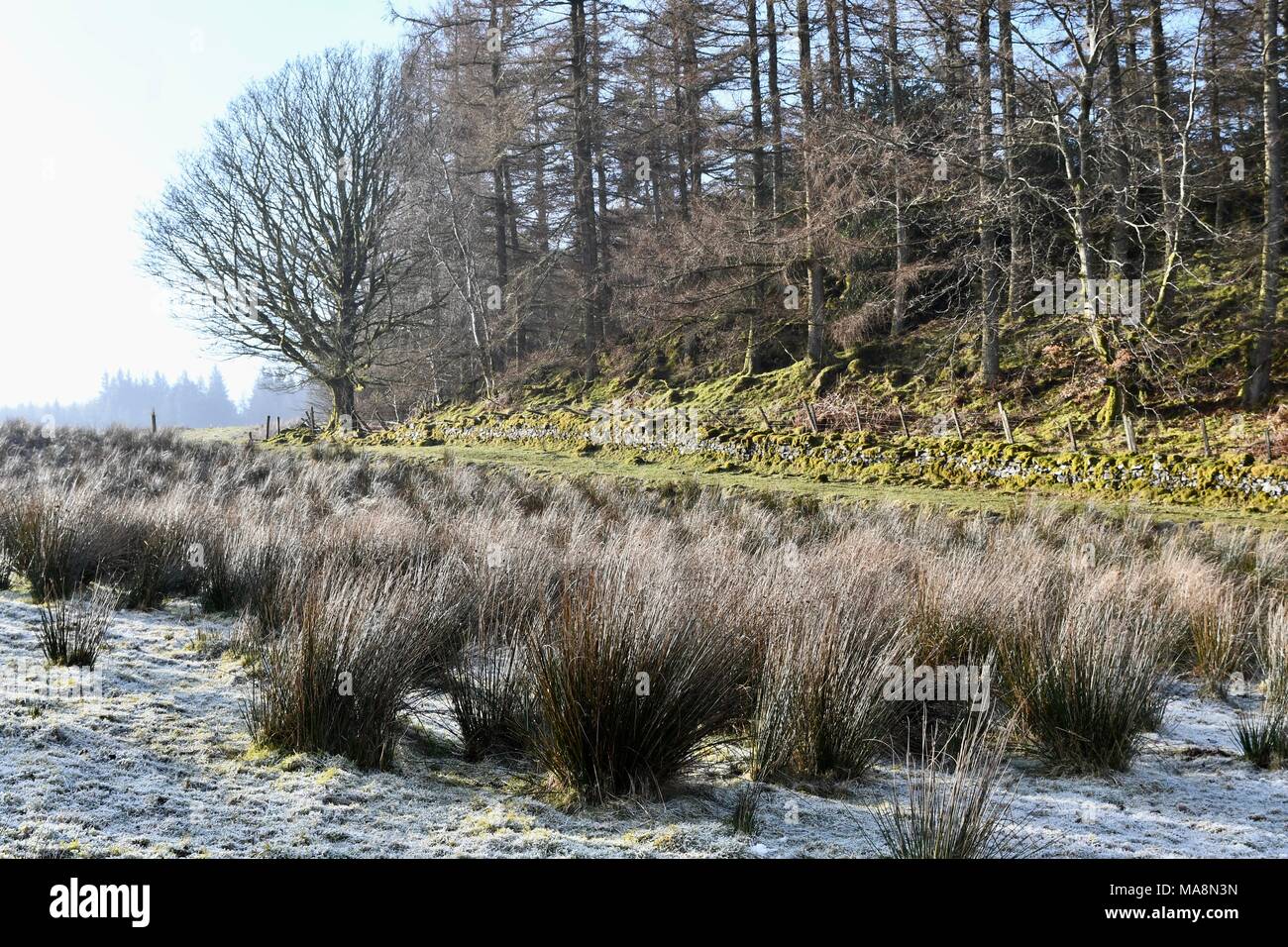 Farm track with tree and grasses and ground frost outside Inverkip ...