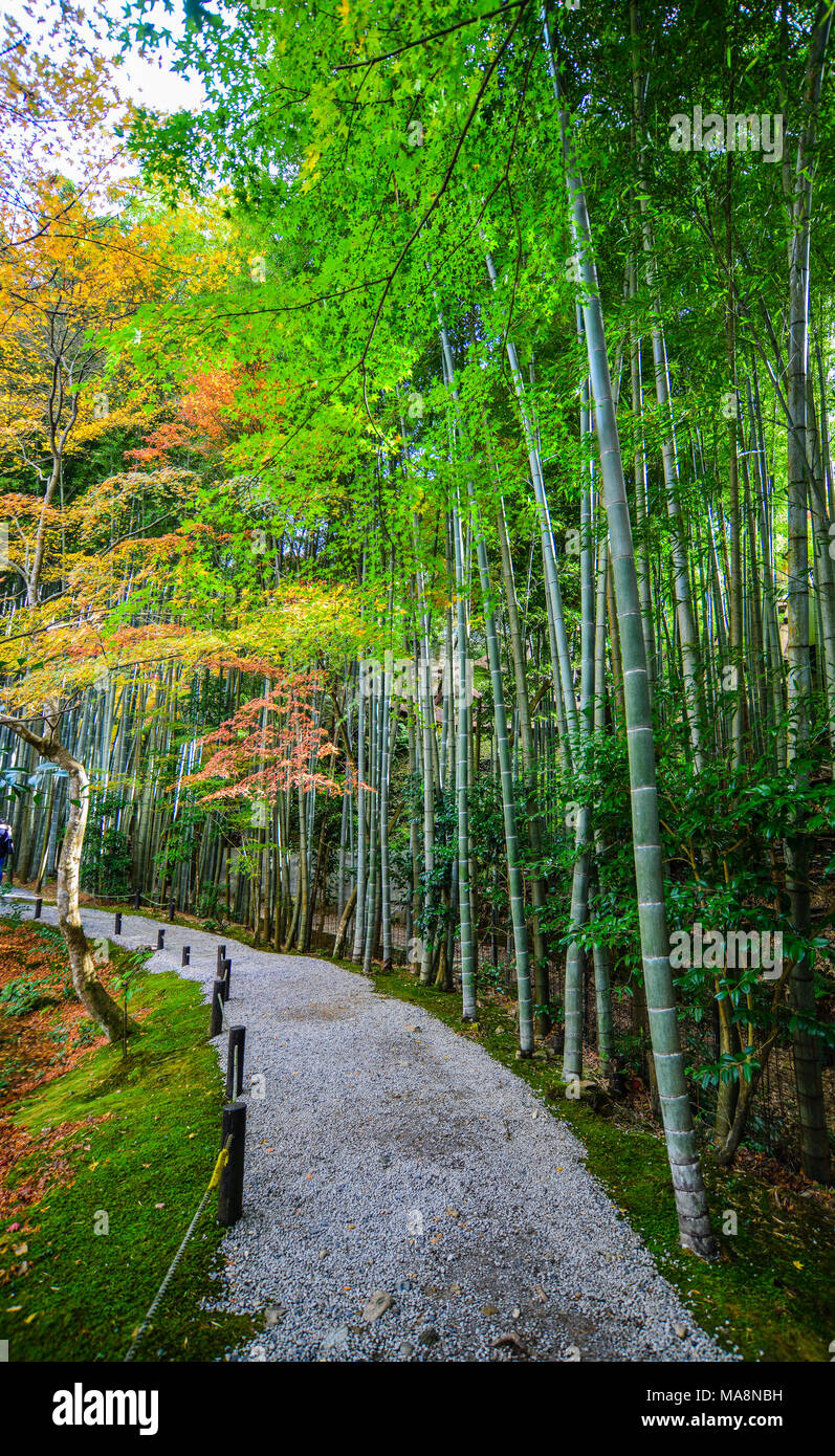 Bamboo trees with maple trees at garden in autumn day Stock Photo - Alamy