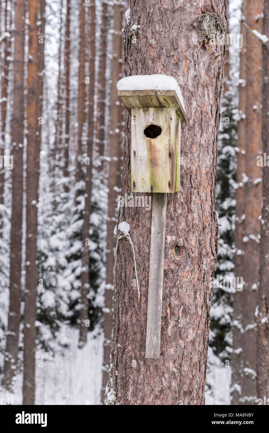 Snowy bird house on a pine tree. Wooden aviary of timber. Nest box in ...