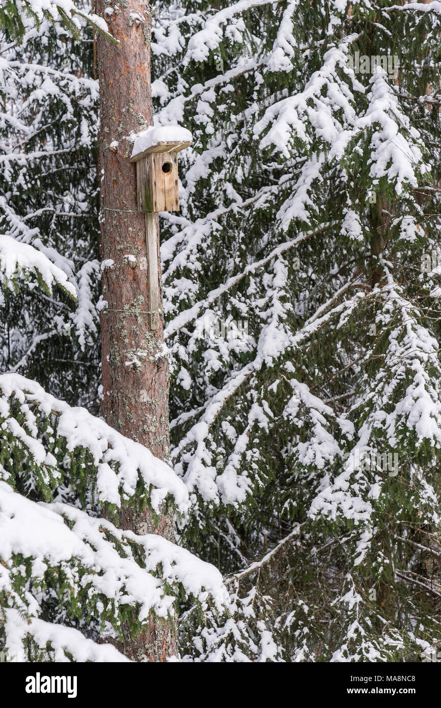 Snowy bird house on a pine tree. Wooden aviary of timber. Nest box in ...