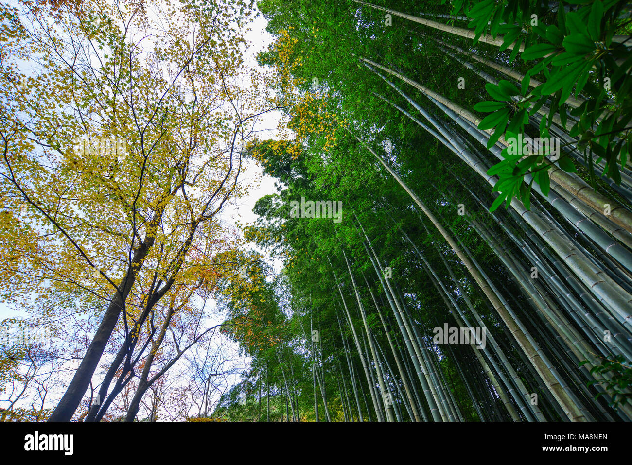Bamboo grove with autumn trees at Japanese garden Stock Photo - Alamy