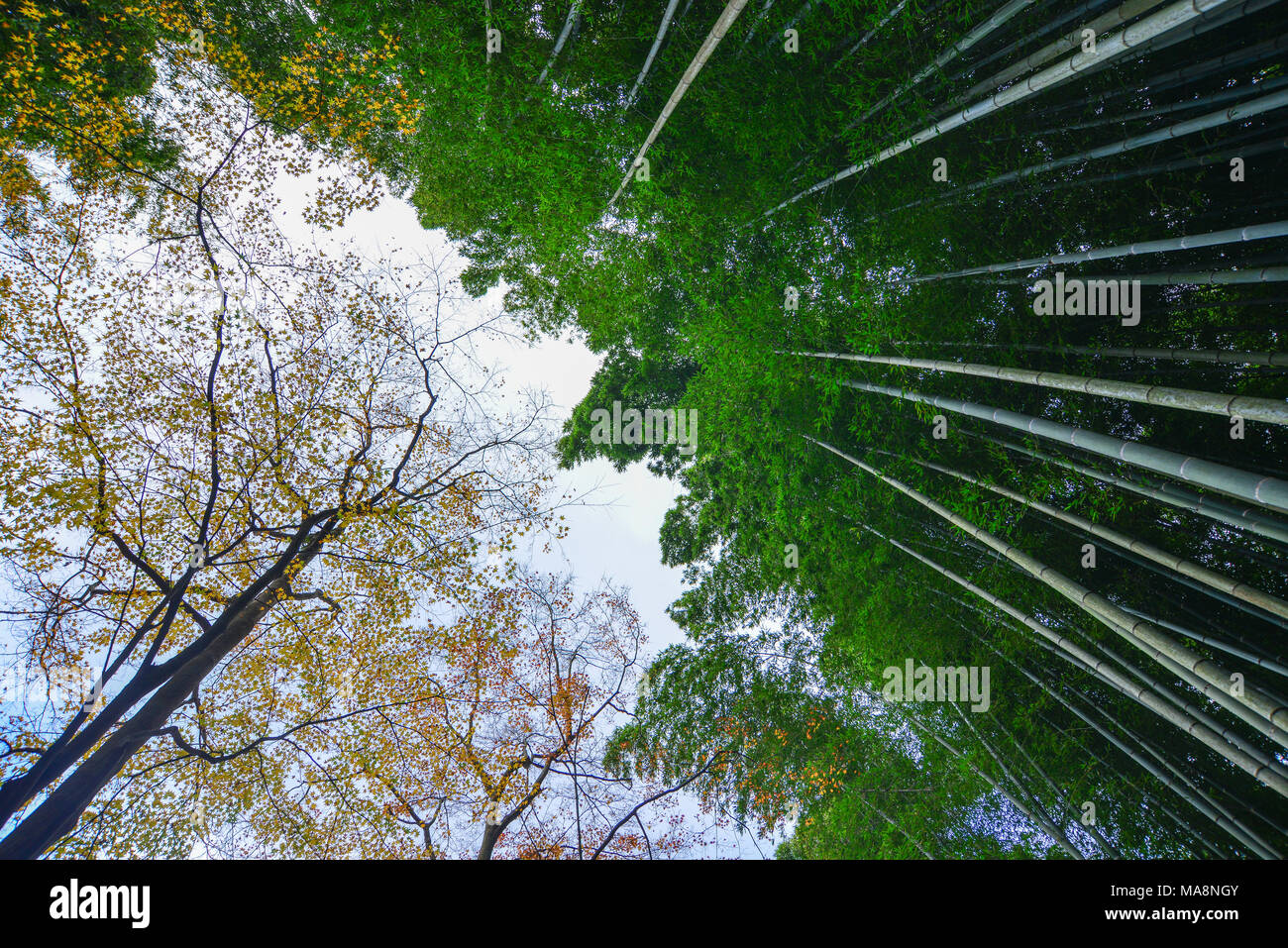 Bamboo grove with autumn trees at Japanese garden Stock Photo - Alamy