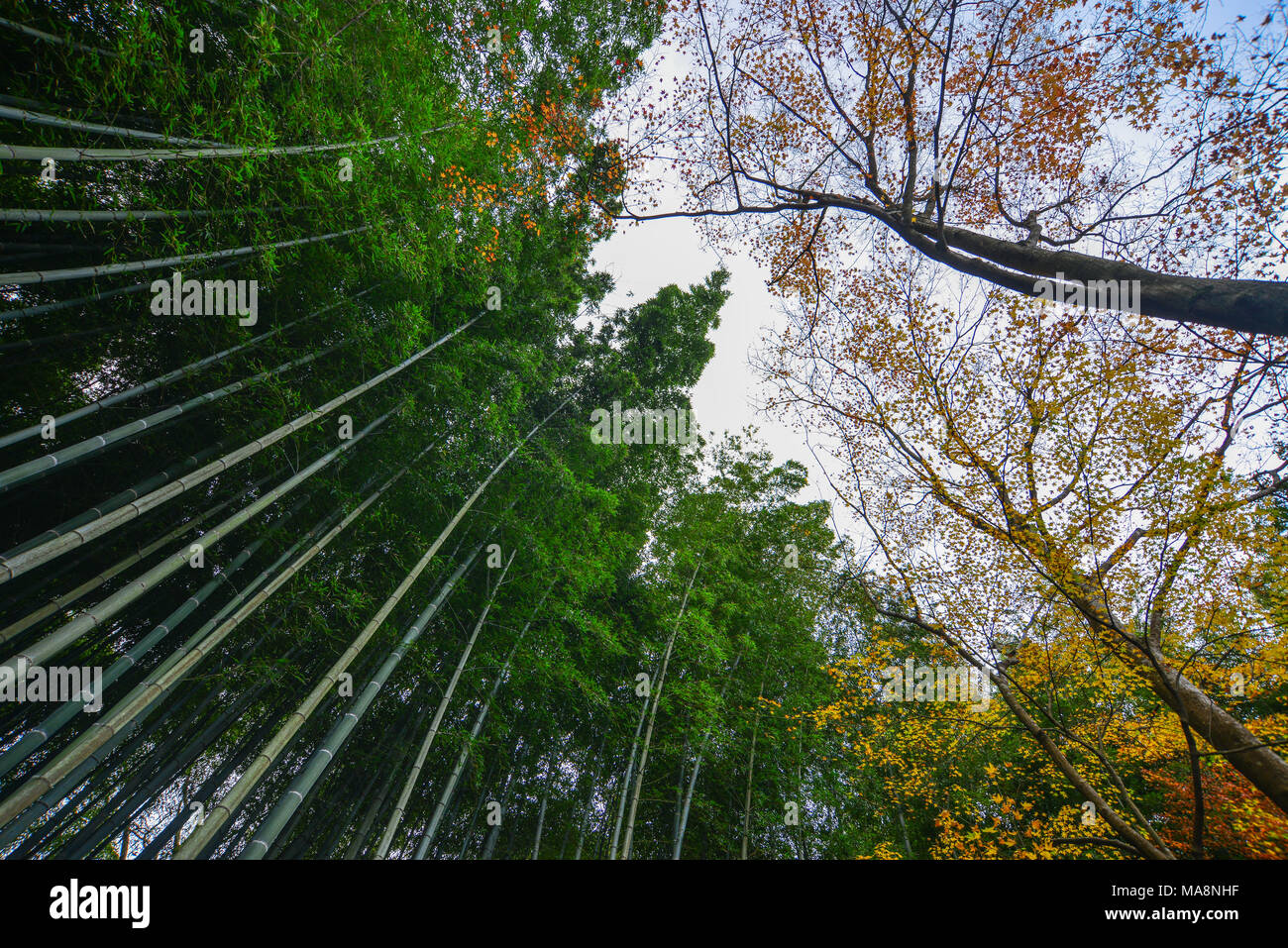 Bamboo grove japan sunrise hi-res stock photography and images - Alamy