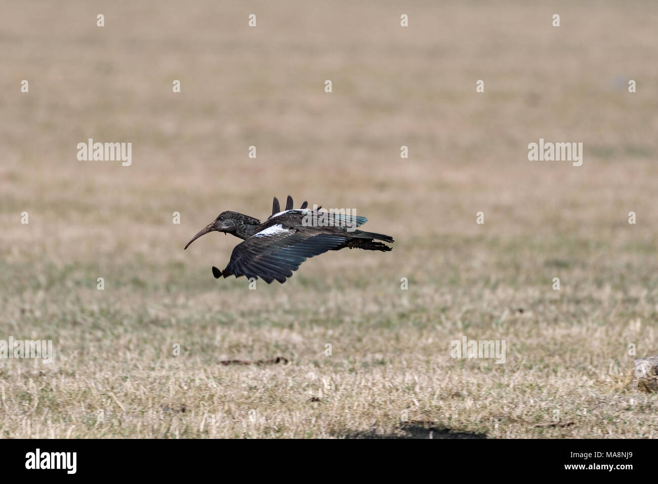 Hadada Ibis (Bostrychia hagedash), Ethiopia Stock Photo - Alamy