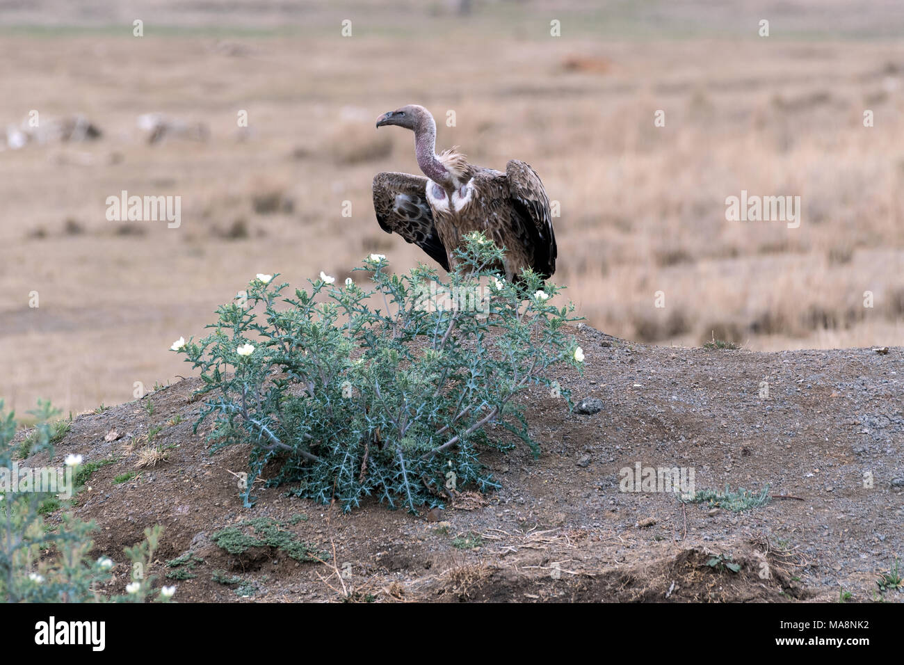 Ruppell's Vulture (Gyps rueppellii), Ethiopia Stock Photo - Alamy