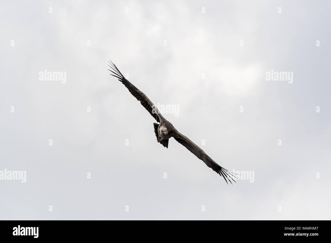 Ruppell's Vulture (Gyps rueppellii), Ethiopia Stock Photo - Alamy