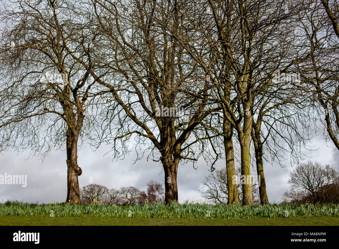 Winter trees in Roundhay Park, Leeds Stock Photo - Alamy
