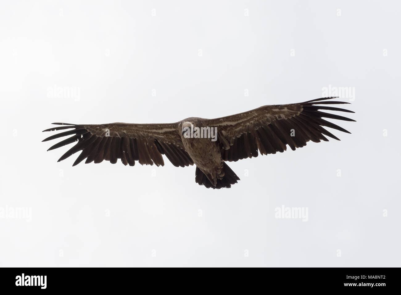 Ruppell's Vulture (Gyps rueppellii), Ethiopia Stock Photo - Alamy