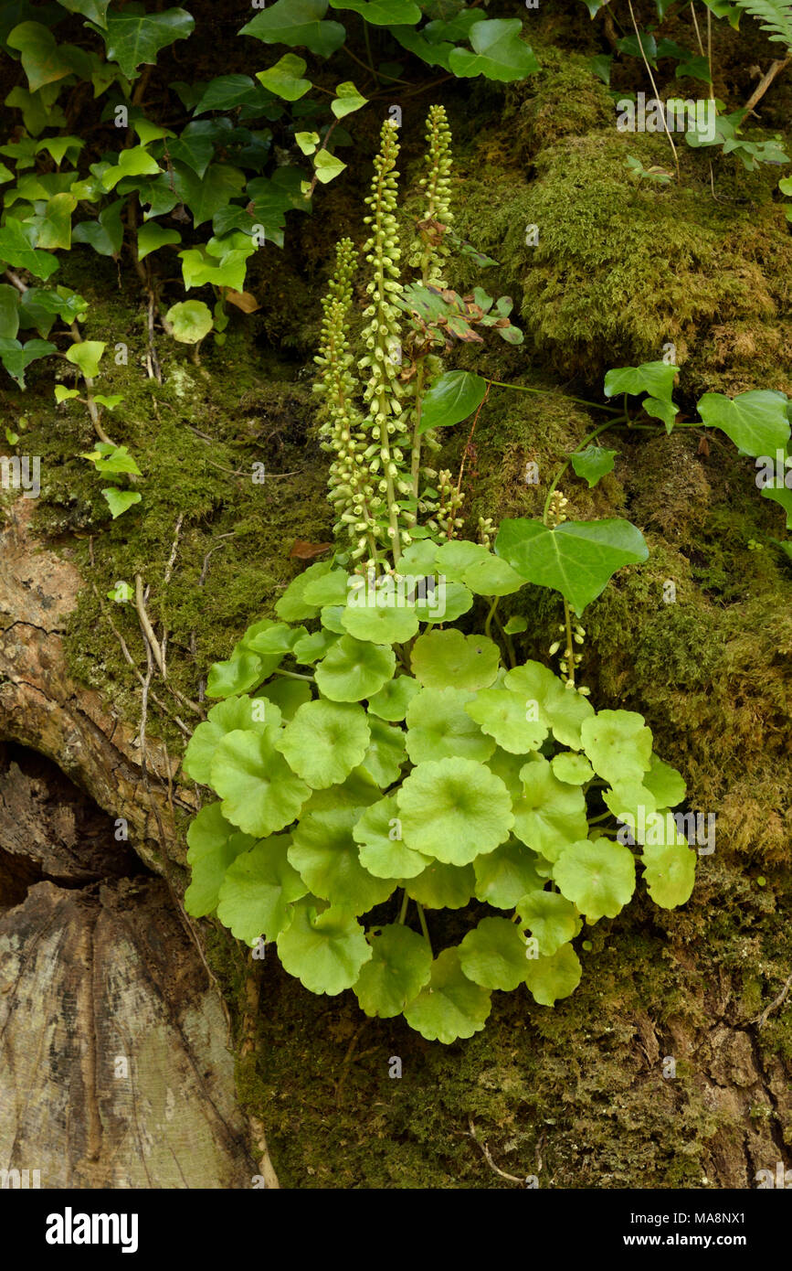 Navelwort, Umbilicus rupestris Stock Photo - Alamy