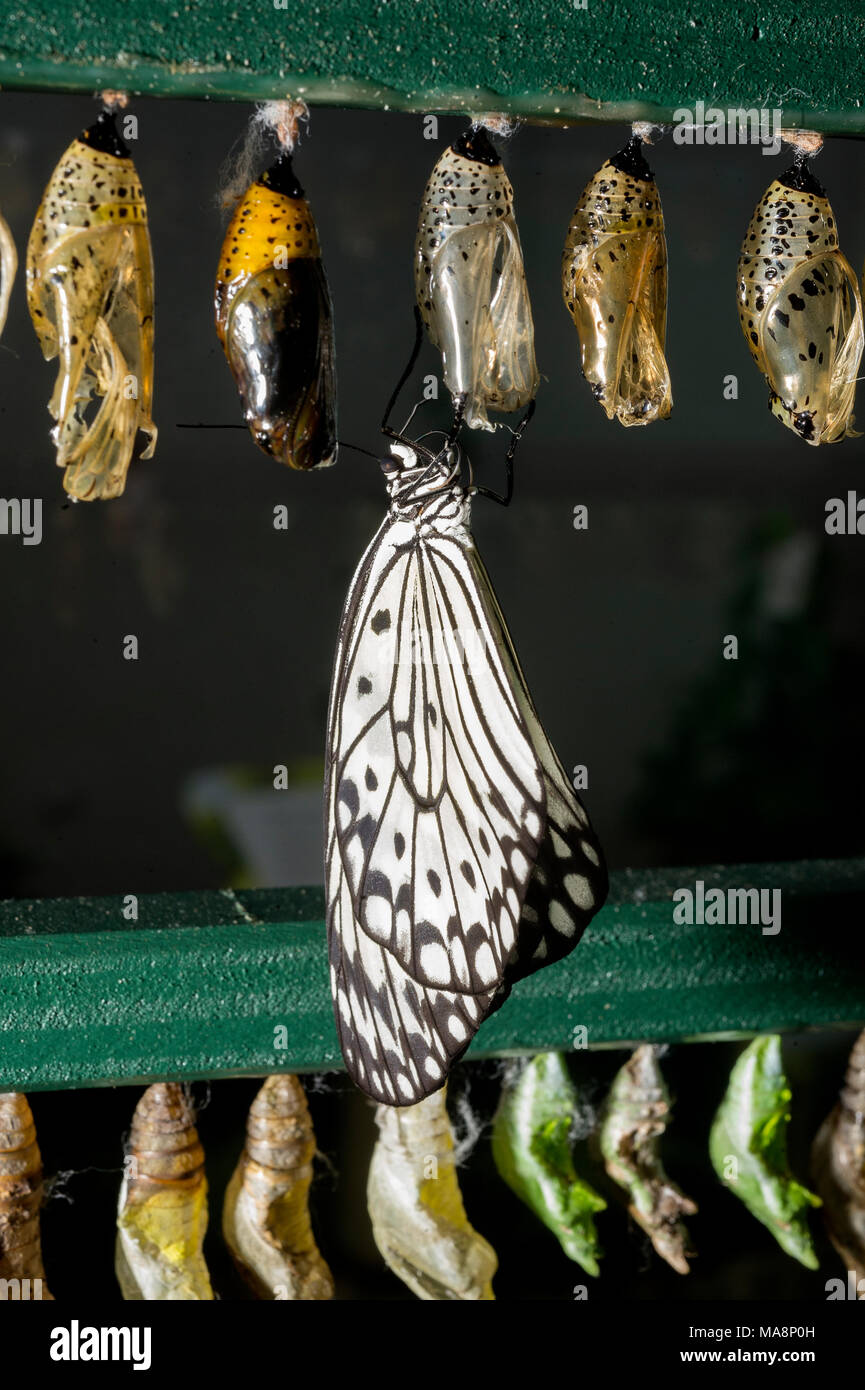 A Tree Nymph butterfly hatching Stock Photo - Alamy