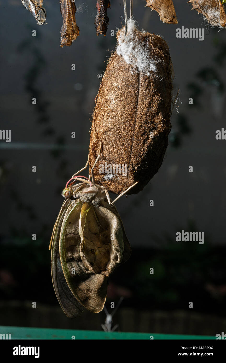 A Blue Morpho butterfly hatching Stock Photo - Alamy