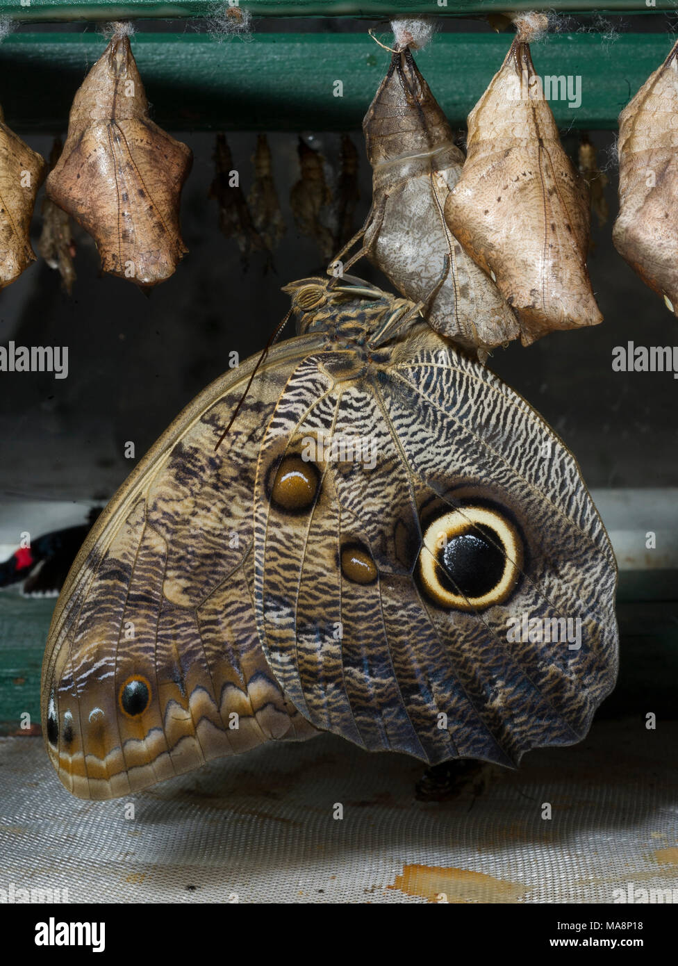 A Blue Morpho butterfly hatching Stock Photo - Alamy