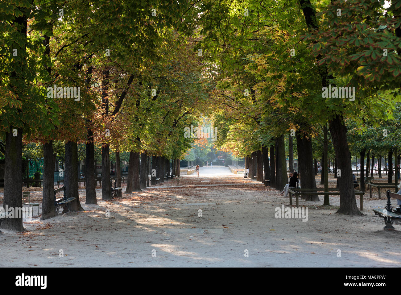 Chestnut tree in paris france hi-res stock photography and images - Alamy