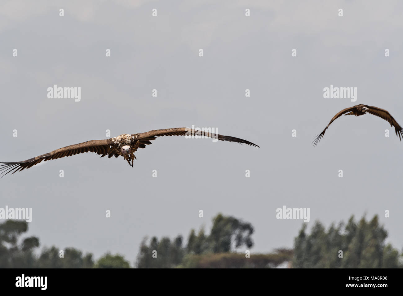 Ruppell's Vulture (Gyps rueppellii), Debre Libanos, Ethiopia Stock ...