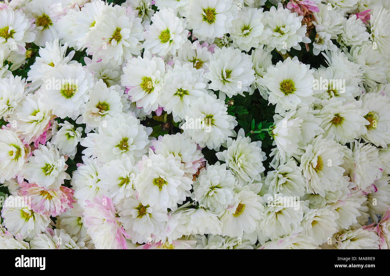 Daisy flowers blooming at the botanic garden in Kyoto, Japan Stock ...