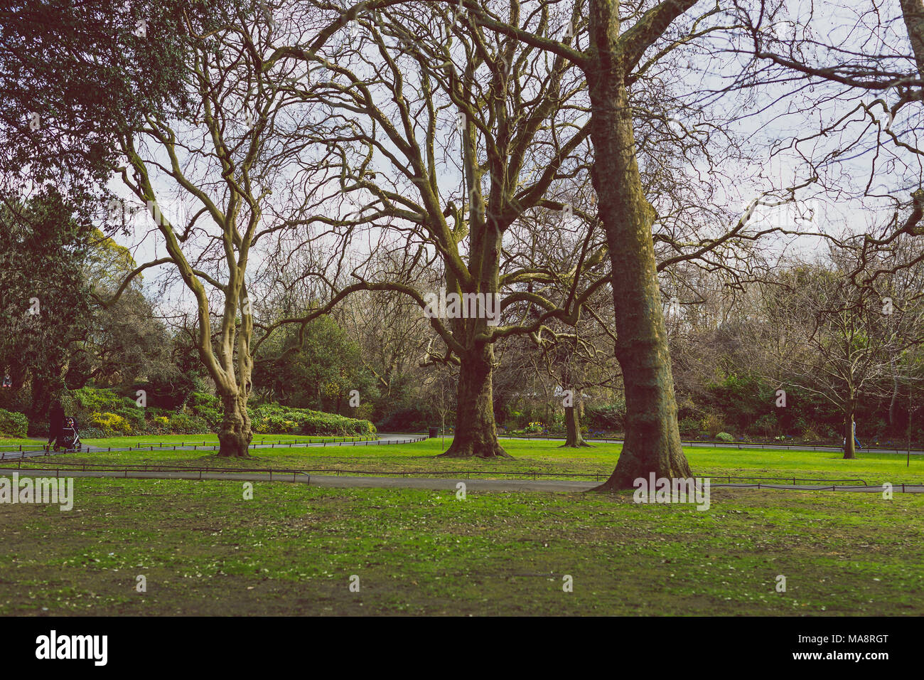 bare trees in St Stephen's Green park in Dublin, Ireland on an overcast ...