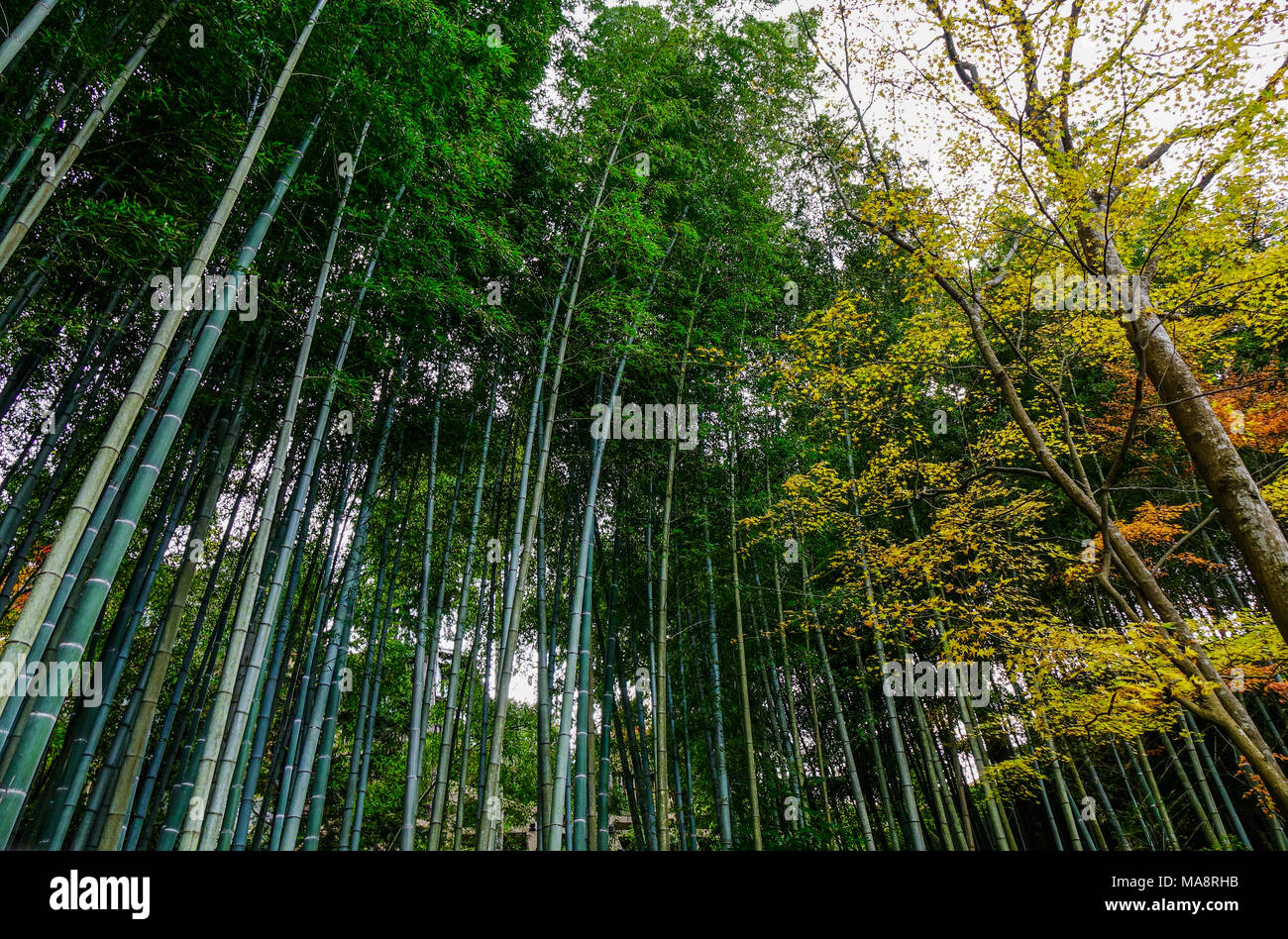 Autumn garden with bamboo and maple trees in Kyoto, Japan Stock Photo ...
