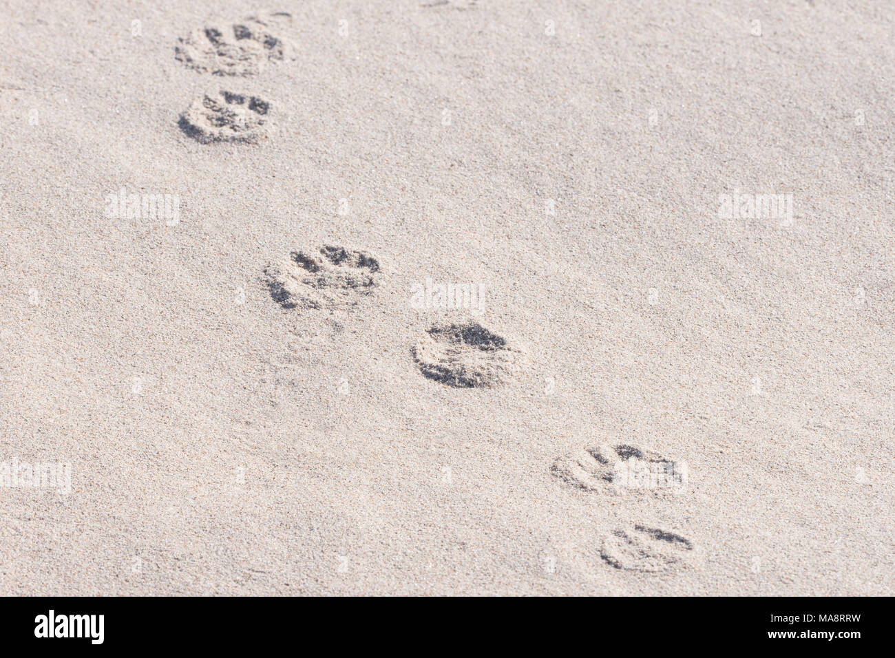 Dog paw prints in sand Stock Photo - Alamy