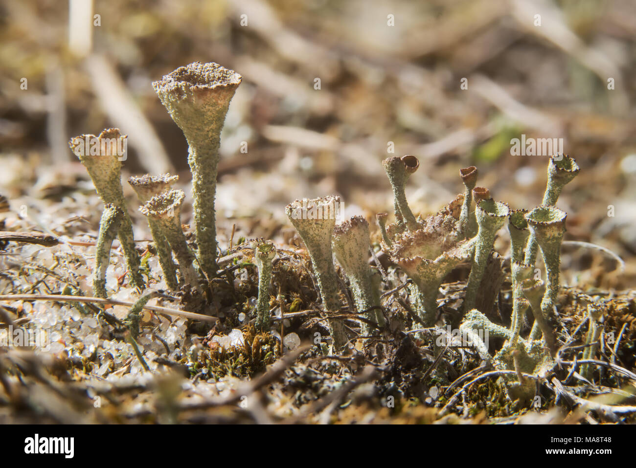 Cup Lichen. Trumpet lichen fungus growing in natural environment ...