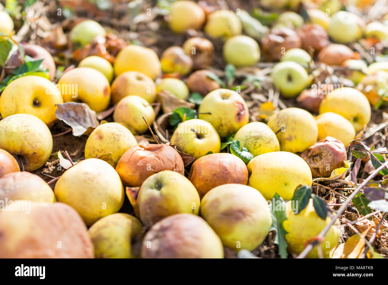 Apple orchard macro closeup of many fallen yellow fruit on garden in ...