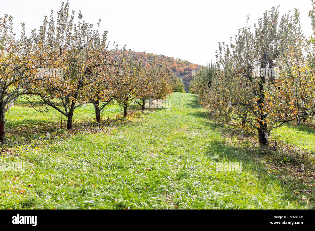 Apple orchard with many trees, fallen yellow fruit on garden in autumn ...