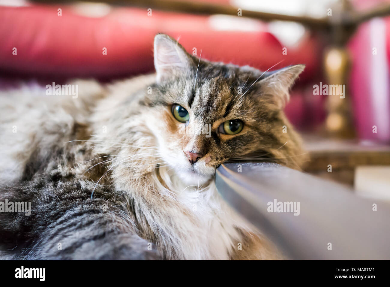 Closeup of sad maine coon calico cat face resting head on wooden table ...