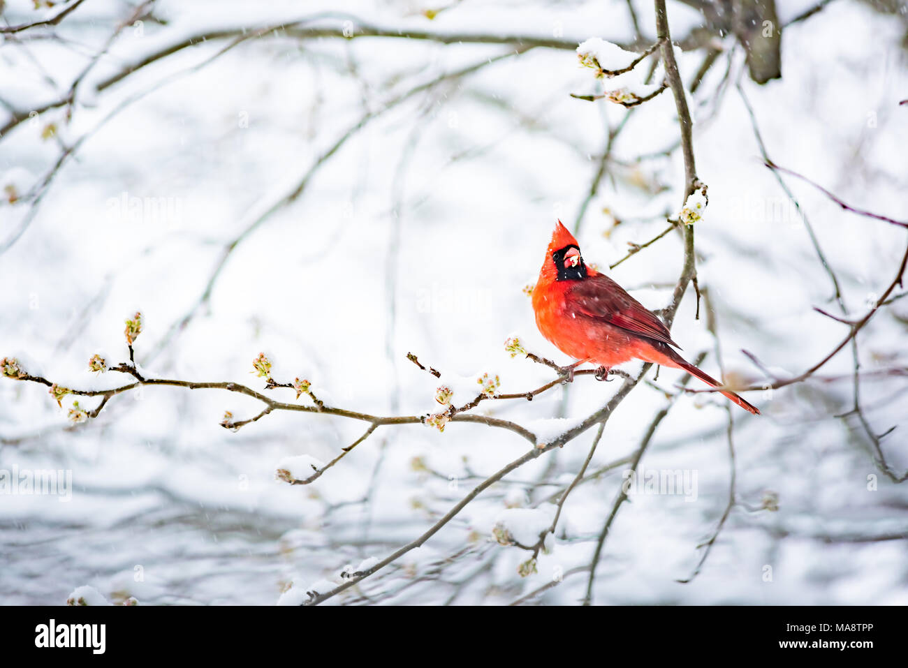 Male Cardinal Snowy Tree High Resolution Stock Photography and Images ...